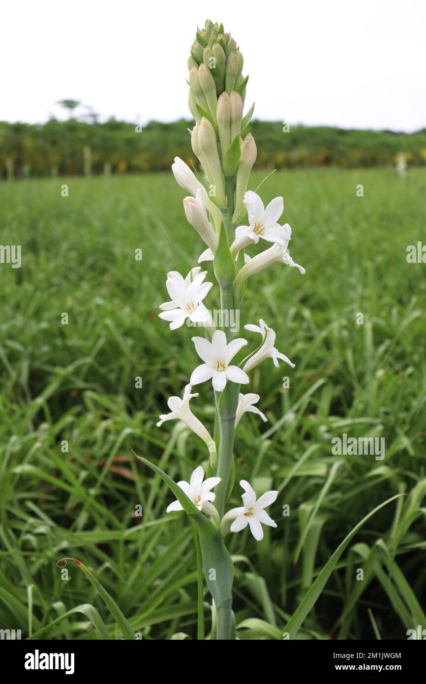 white colored tuberose on farm for harvest Stock Photo - Alamy