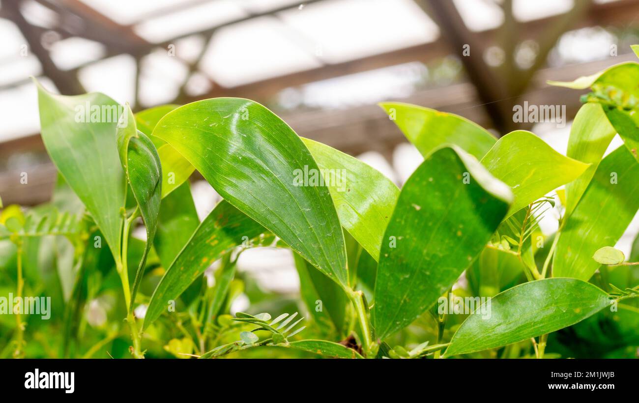 Borneo tree seedlings hi-res stock photography and images - Alamy