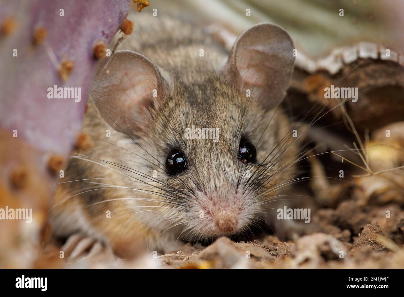 Deer mouse hi-res stock photography and images - Alamy