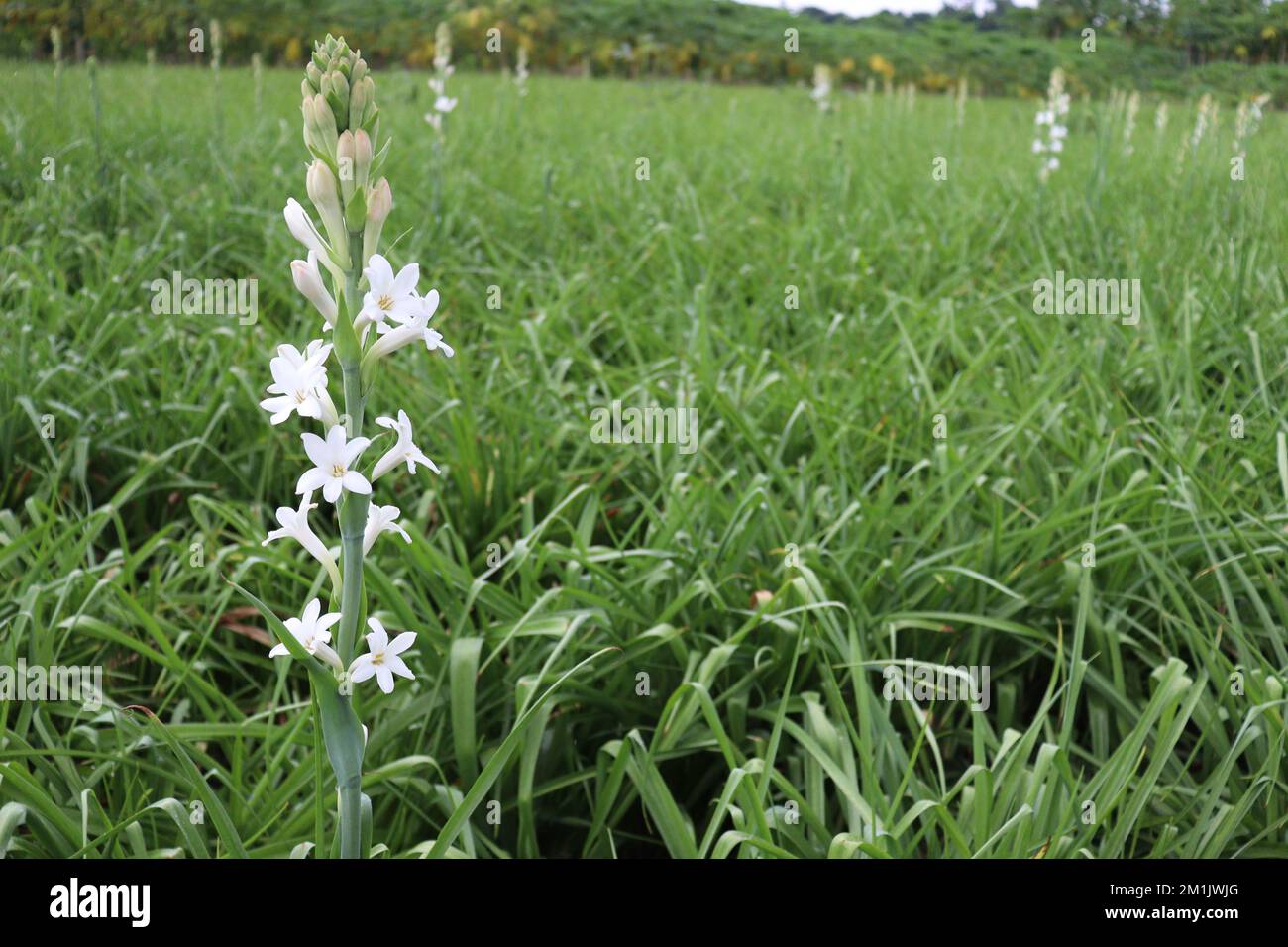 Tuberose farm hi-res stock photography and images - Alamy