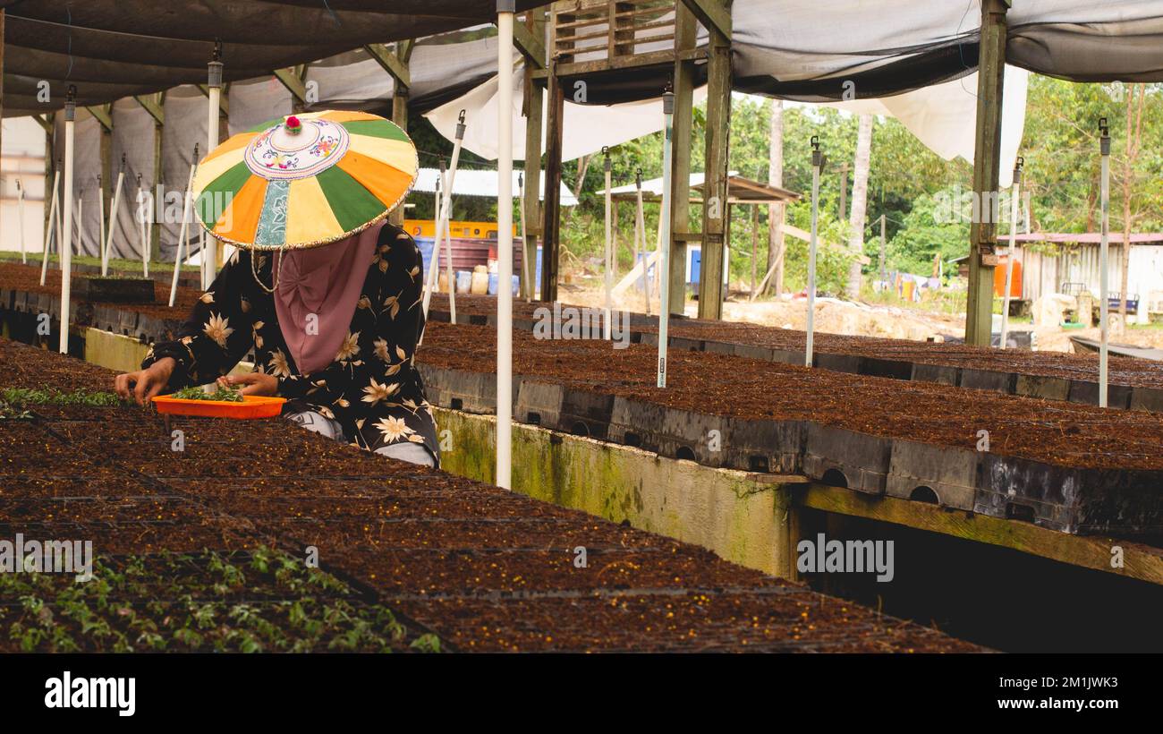 Female worker using colorful Dayak traditional hat (Seraung ...
