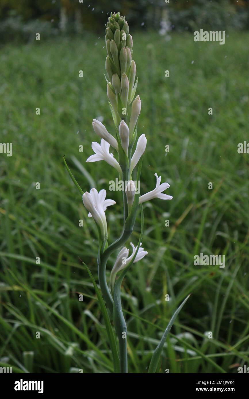 white colored tuberose on farm for harvest Stock Photo - Alamy