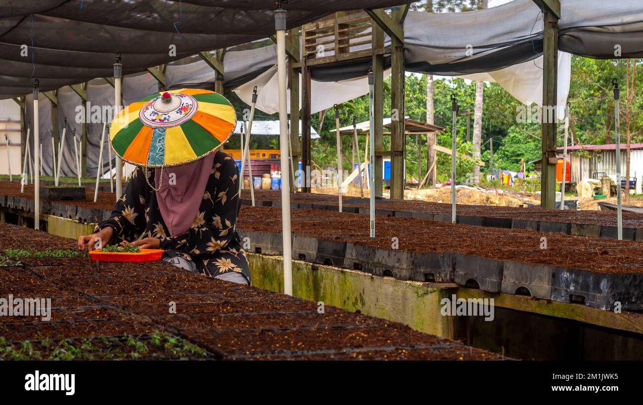 Female worker using colorful Dayak traditional hat (Seraung ...