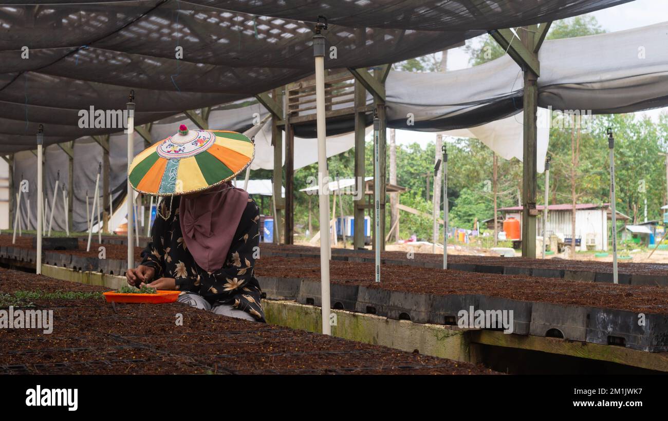 Female worker using colorful Dayak traditional hat (Seraung ...