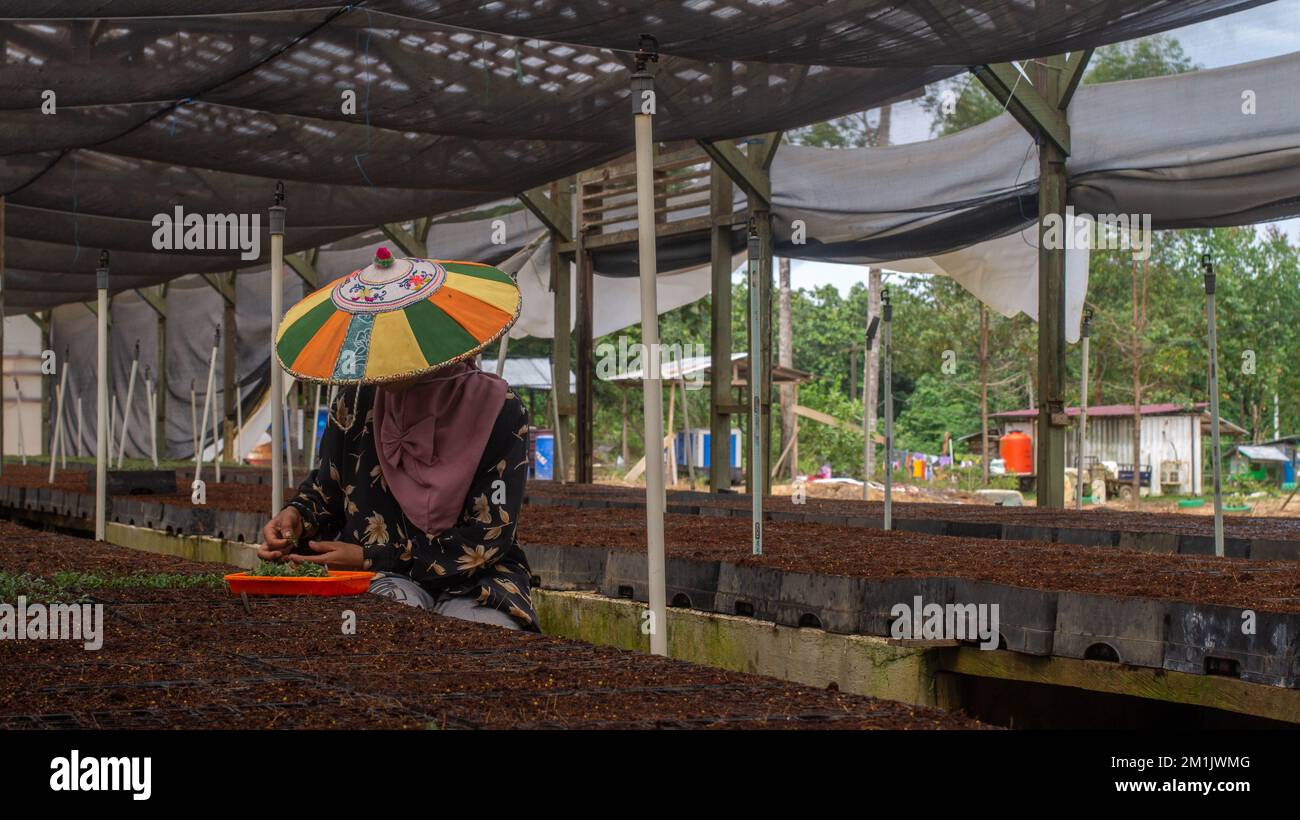 Female worker using colorful Dayak traditional hat (Seraung ...