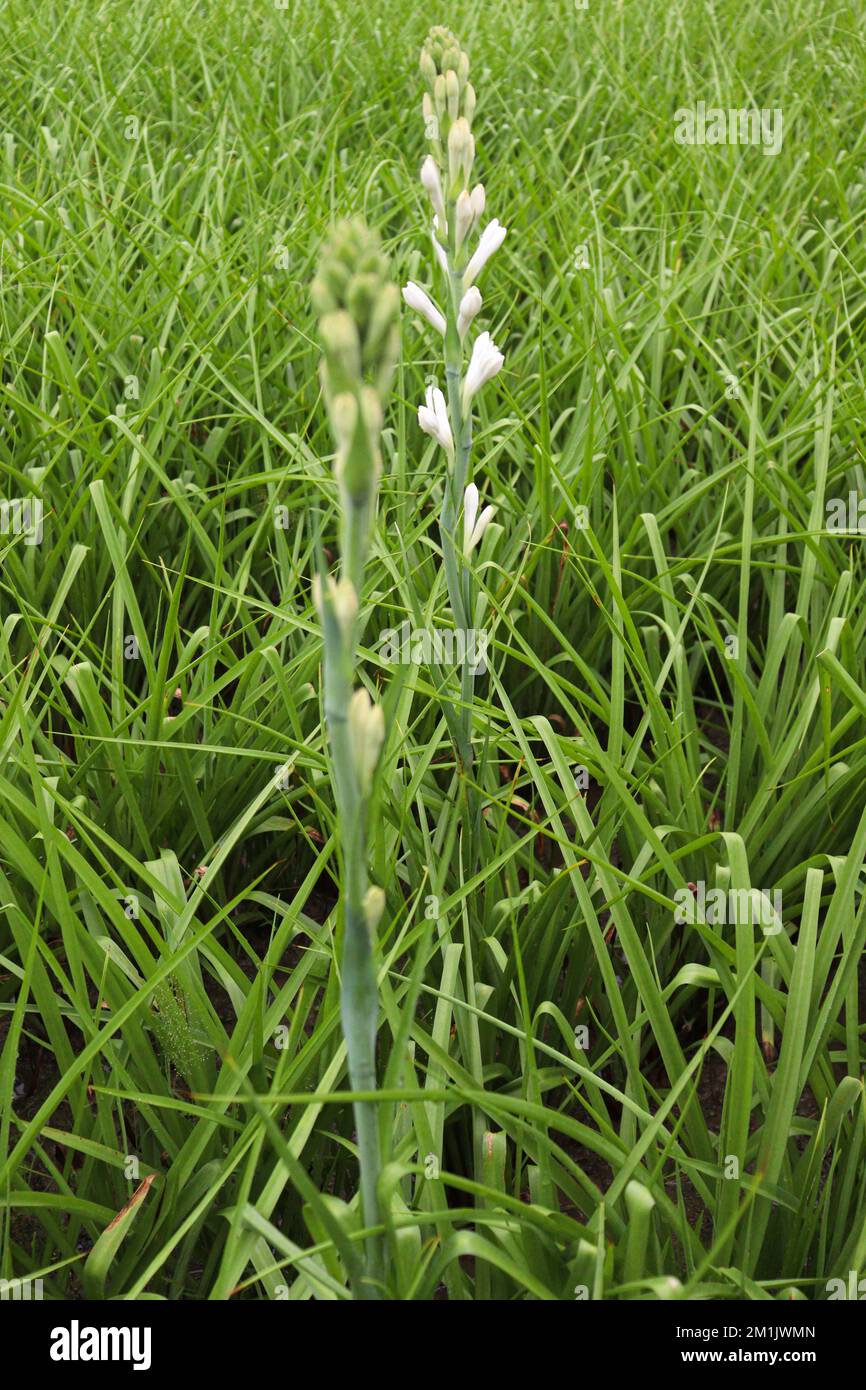 white colored tuberose on farm for harvest Stock Photo - Alamy