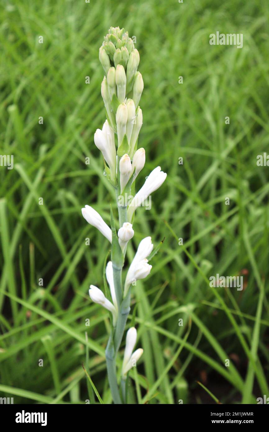 Tuberose farm hi-res stock photography and images - Alamy