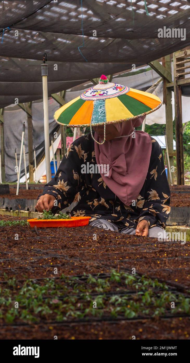 Female worker using colorful Dayak traditional hat (Seraung ...