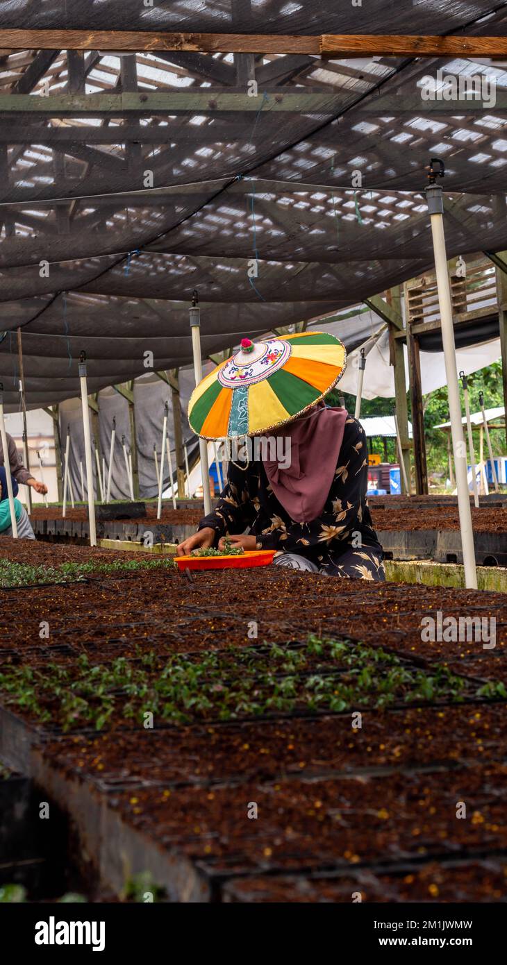 Female worker using colorful Dayak traditional hat (Seraung ...