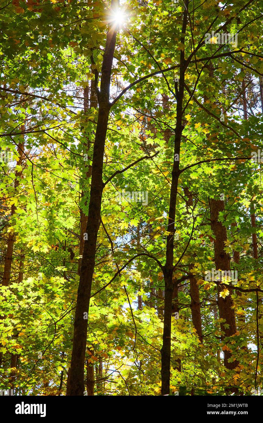 Light hitting tree hi-res stock photography and images - Alamy