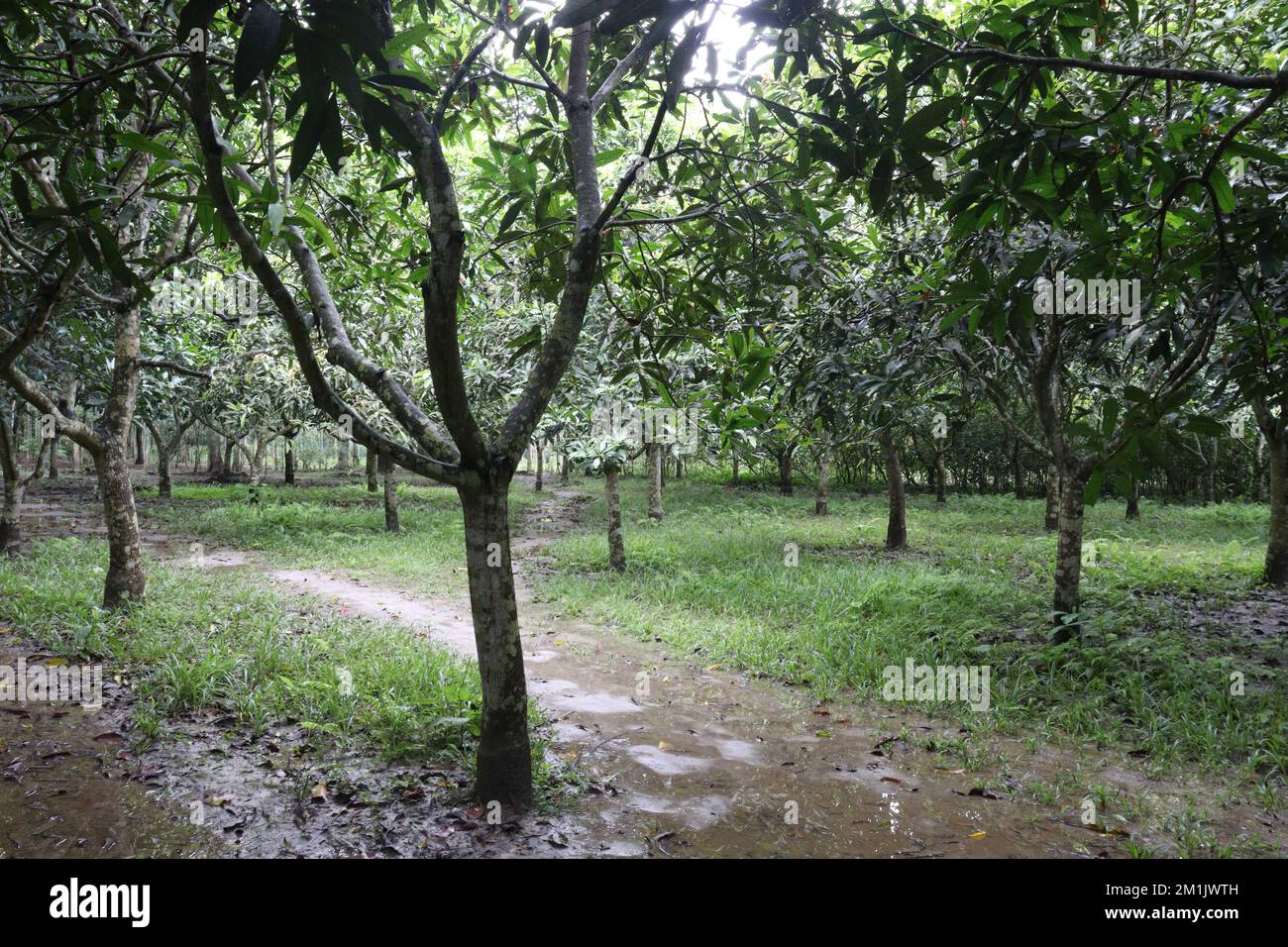 a mango tree plant on farm for farming Stock Photo - Alamy