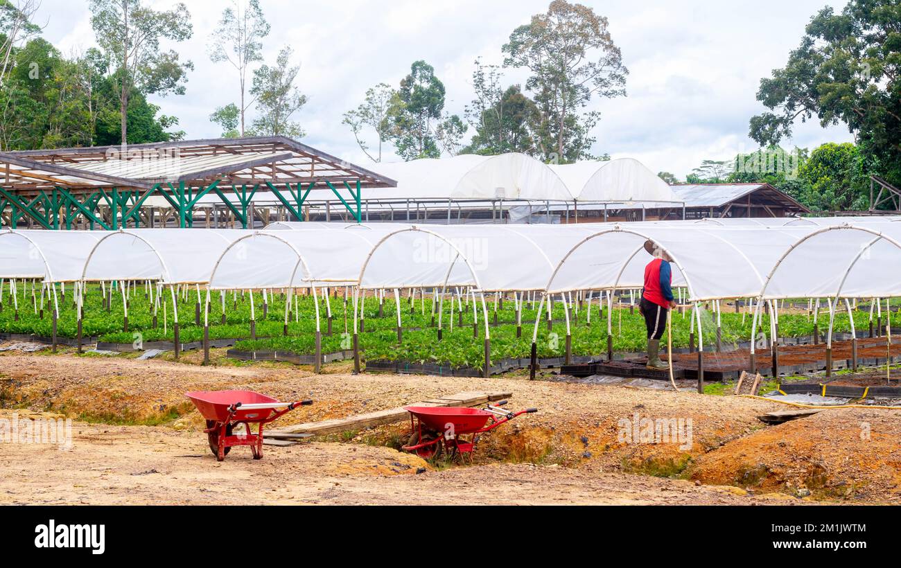 Borneo tree seedlings hi-res stock photography and images - Alamy