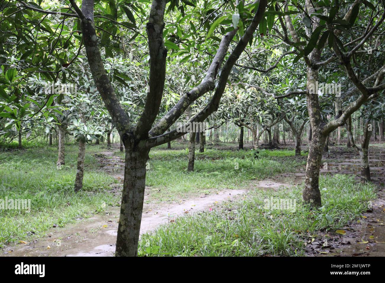 a mango tree plant on farm for farming Stock Photo - Alamy