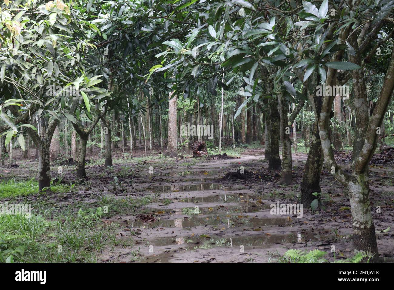 a mango tree plant on farm for farming Stock Photo - Alamy