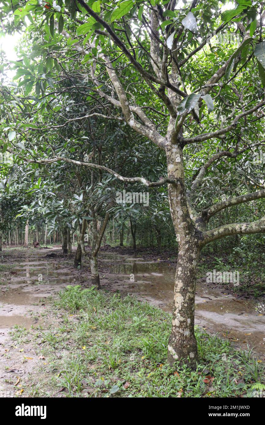 a mango tree plant on farm for farming Stock Photo - Alamy