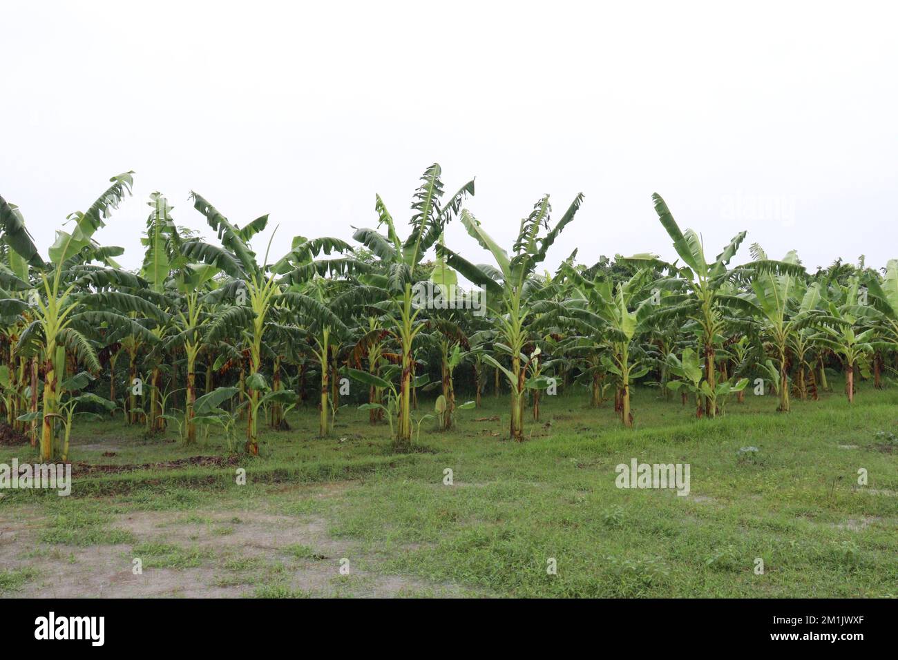 banana tree stock on farm for harvest and sell Stock Photo - Alamy