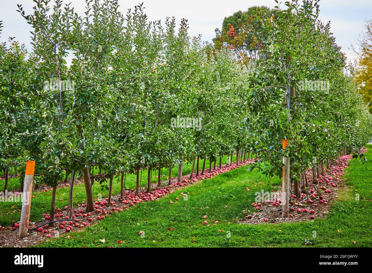 Young apple trees in orchard hi-res stock photography and images - Alamy