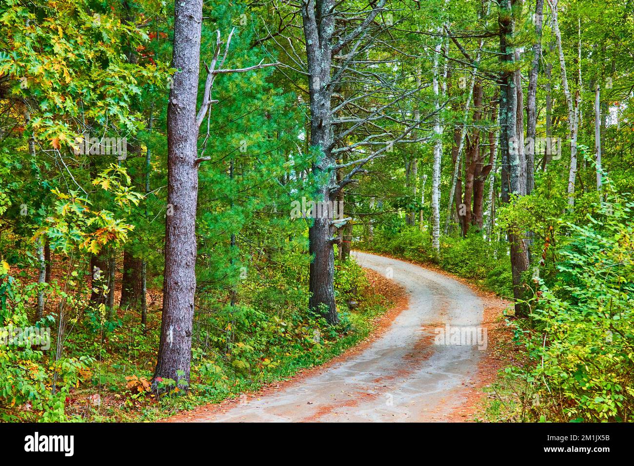 Dirt road curves through a beautiful green and lush forest scene Stock ...