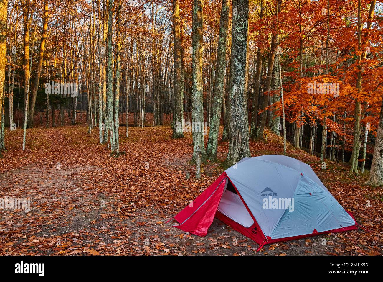 Simple campsite with red and white tent in late fall woods with orange ...