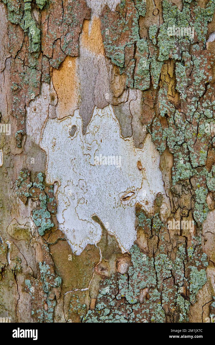 White trunk texture detail through mossy tree bark Stock Photo - Alamy