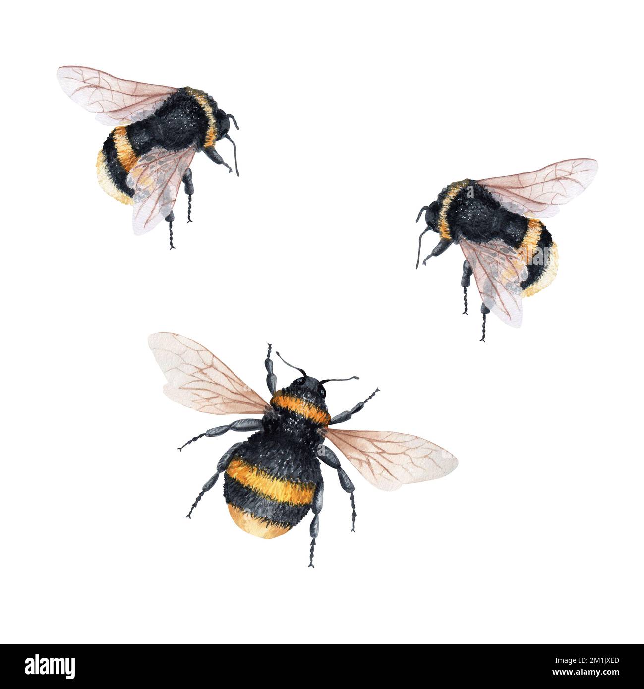 Bumble bee illustration Cut Out Stock Images & Pictures - Alamy
