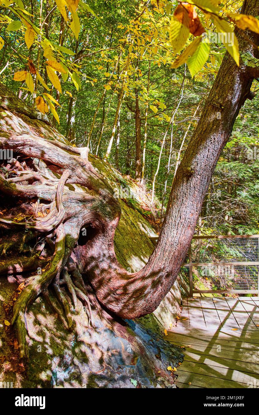 Arbutus trees tree trunk hi-res stock photography and images - Alamy