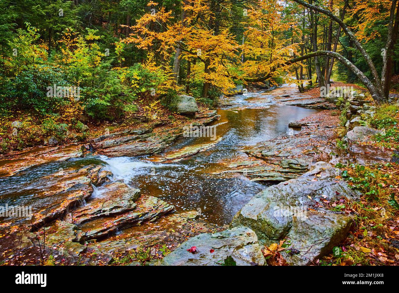 Beautiful river in peak fall with waterfall and tree hanging over with ...