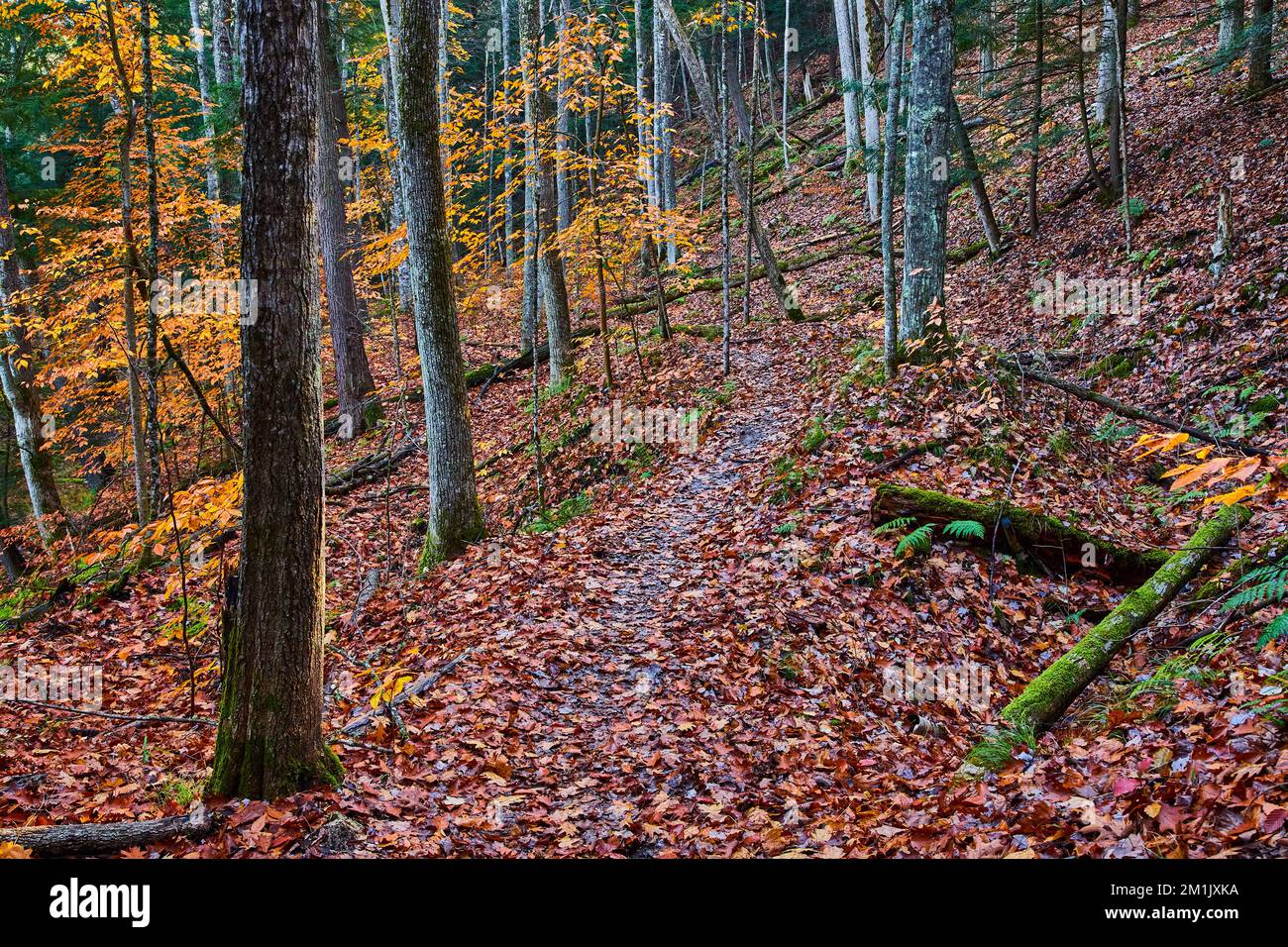 Simply hiking trail in forest park during late fall with colorful ...