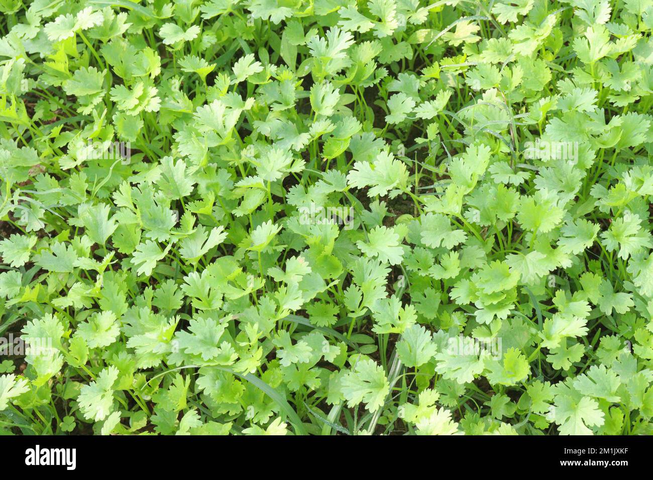 green colored coriander plant on field for harvest Stock Photo - Alamy