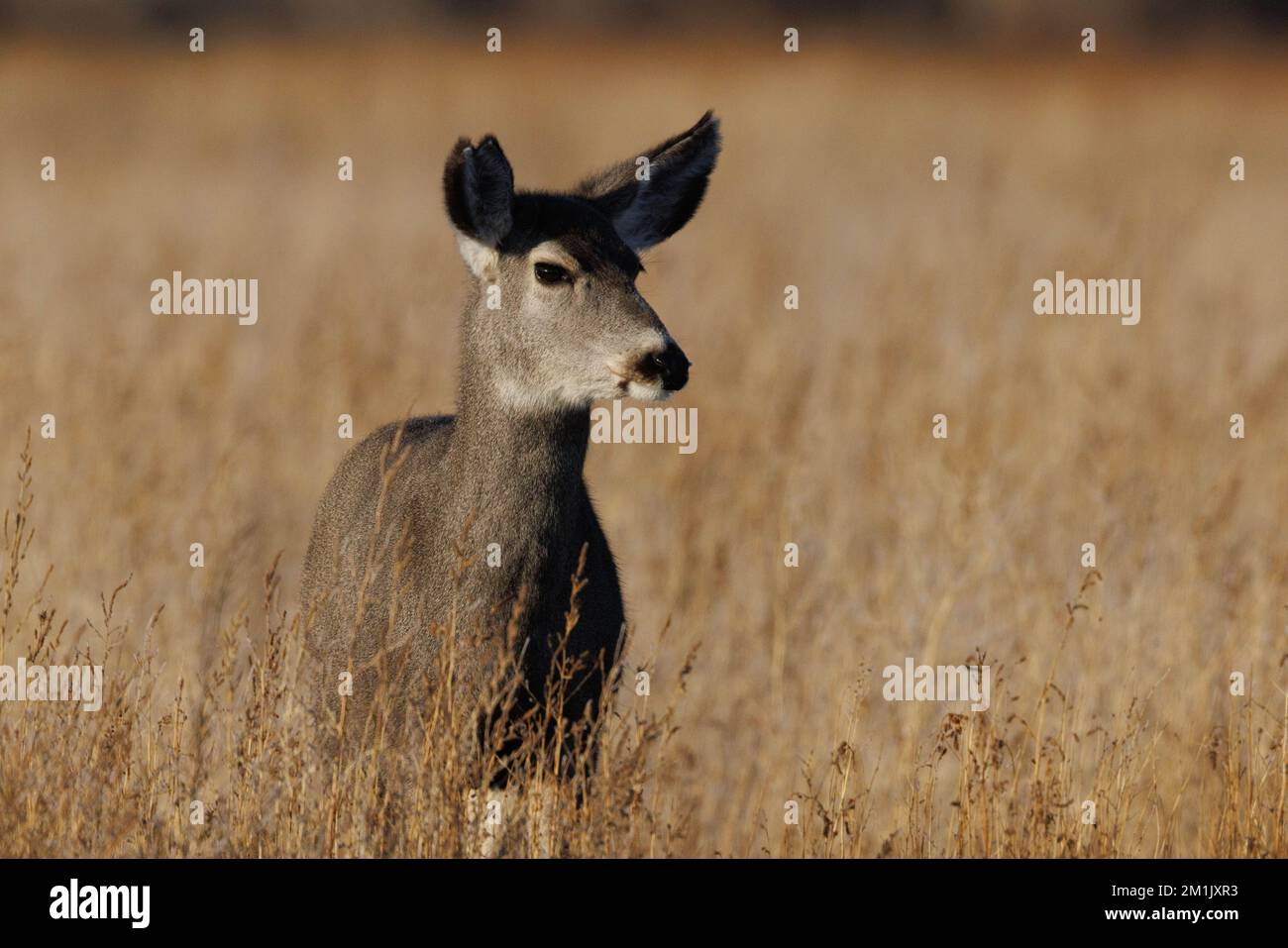 Rocky Mountain Mule Deer, Bosque del Apache national Wildlife refuge ...