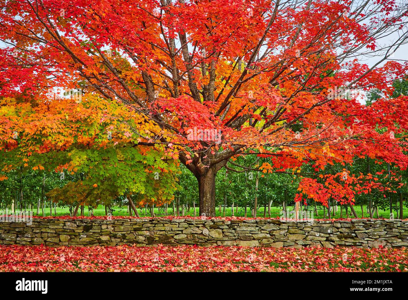 Apple trees with fall colors hi-res stock photography and images - Alamy