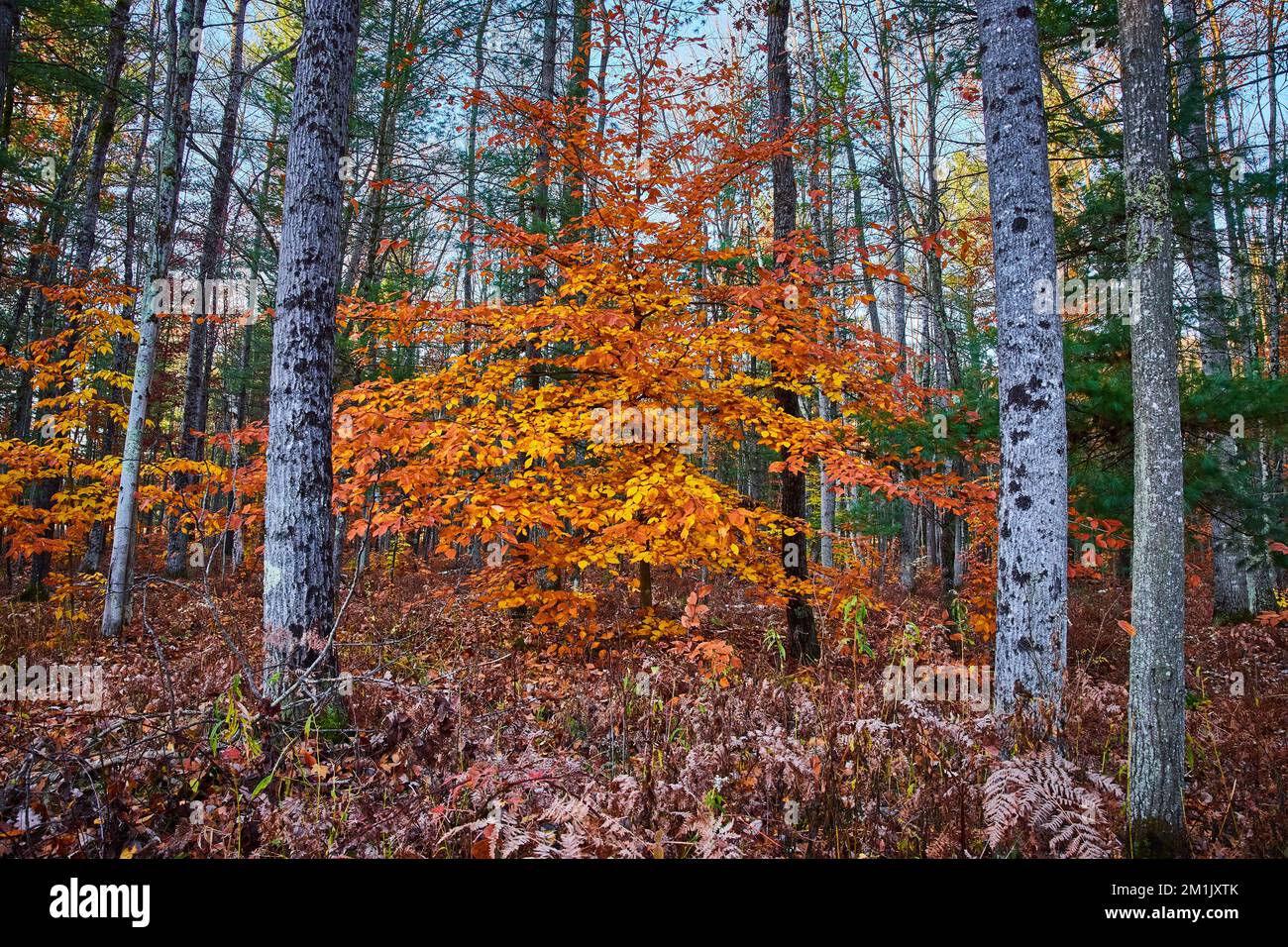 Lone orange tree in late fall in middle of forest Stock Photo - Alamy