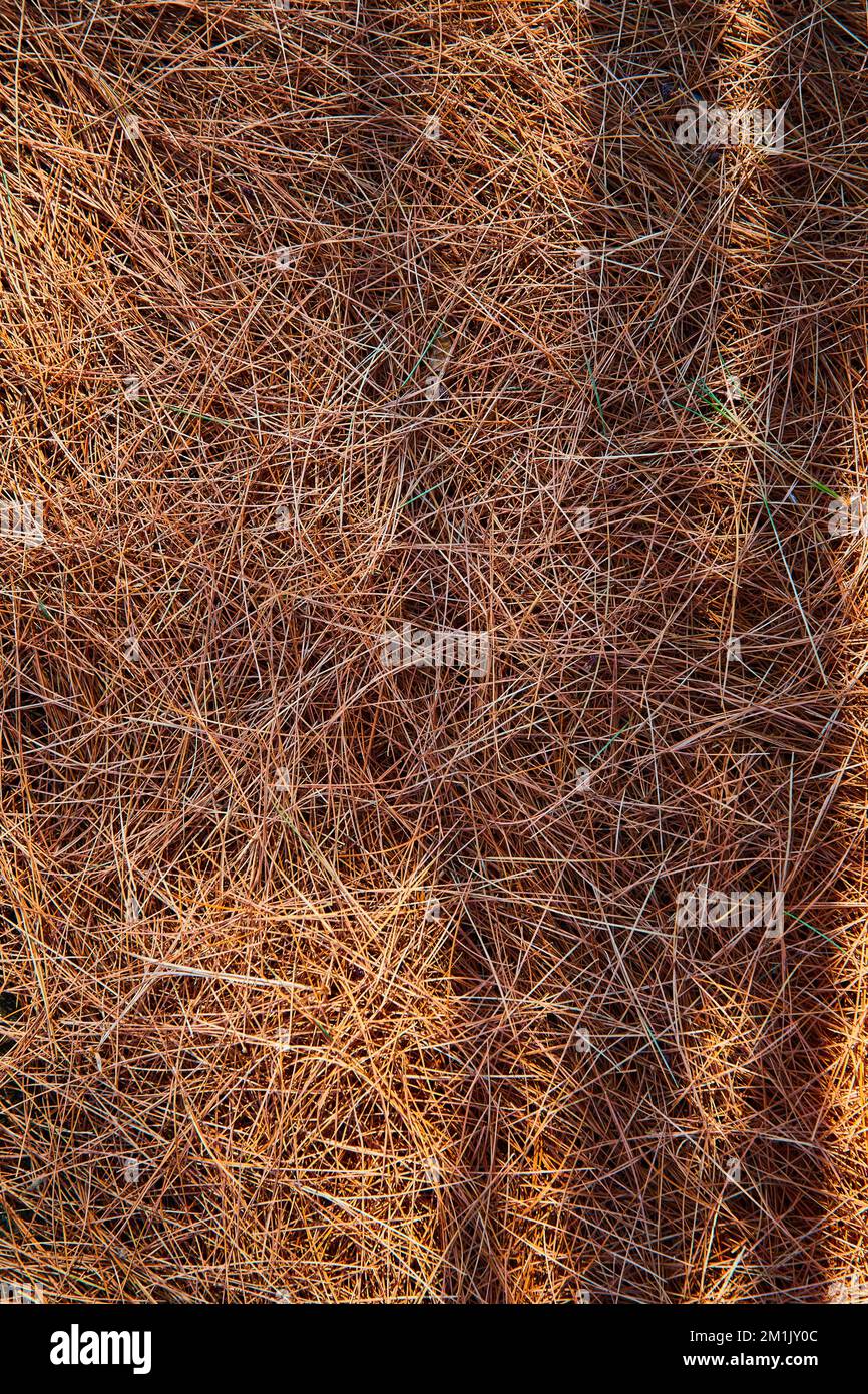 Texture asset of ground covered in old dead pine needles Stock Photo ...