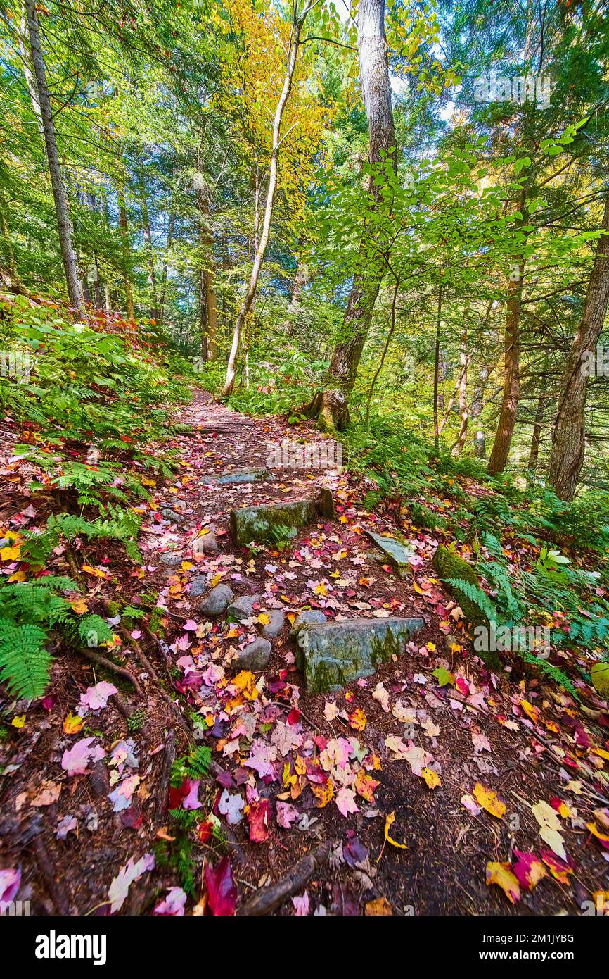 Low level of hiking path covered in small rock patches and variety of ...