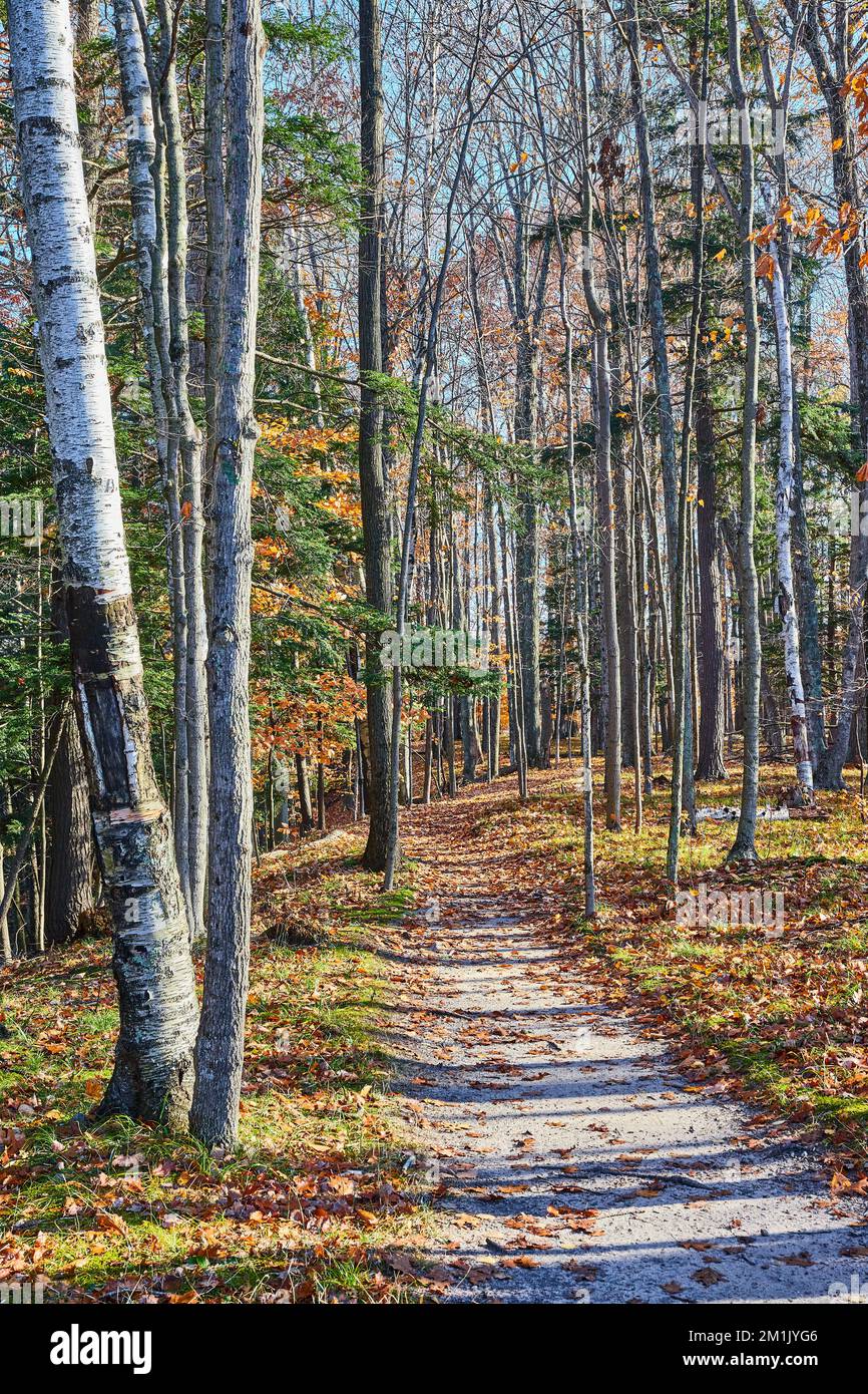 Forest hiking trail through the woods in late fall with leaves on the ...