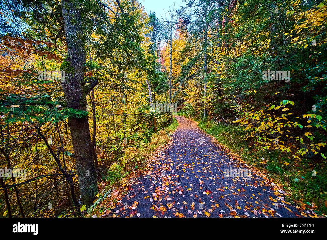 Fall hiking trail in New York park covered in colorful foliage Stock ...