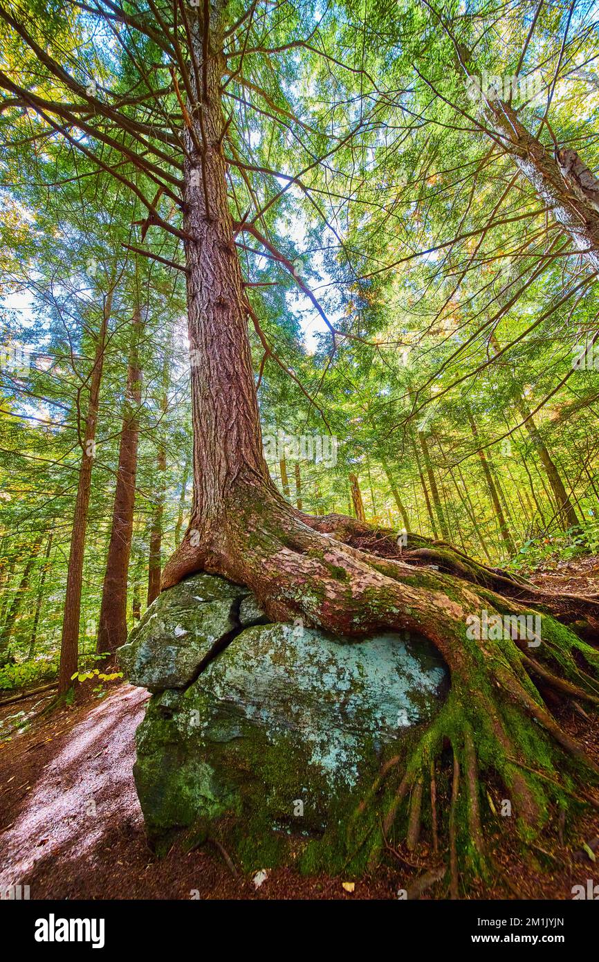 Looking up at tree with exposed roots growing over large boulder in ...