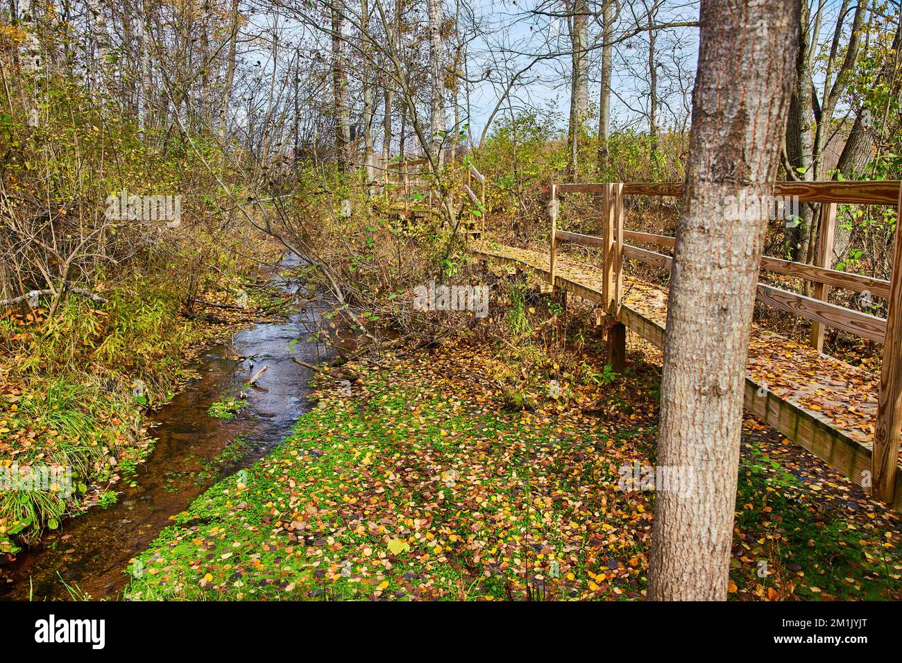 Boardwalk going through forest with small creek and fall leaves ...