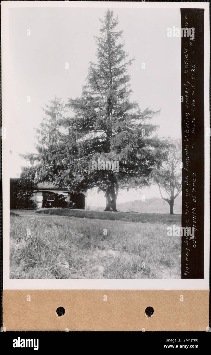 Amanda W. Ewing, Norway spruce, showing odd growth of tree, Enfield ...