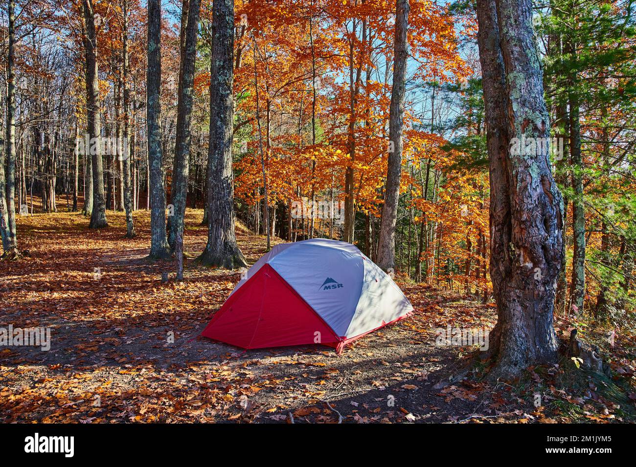 Red and white camping tent set up in peaceful forest during late fall ...