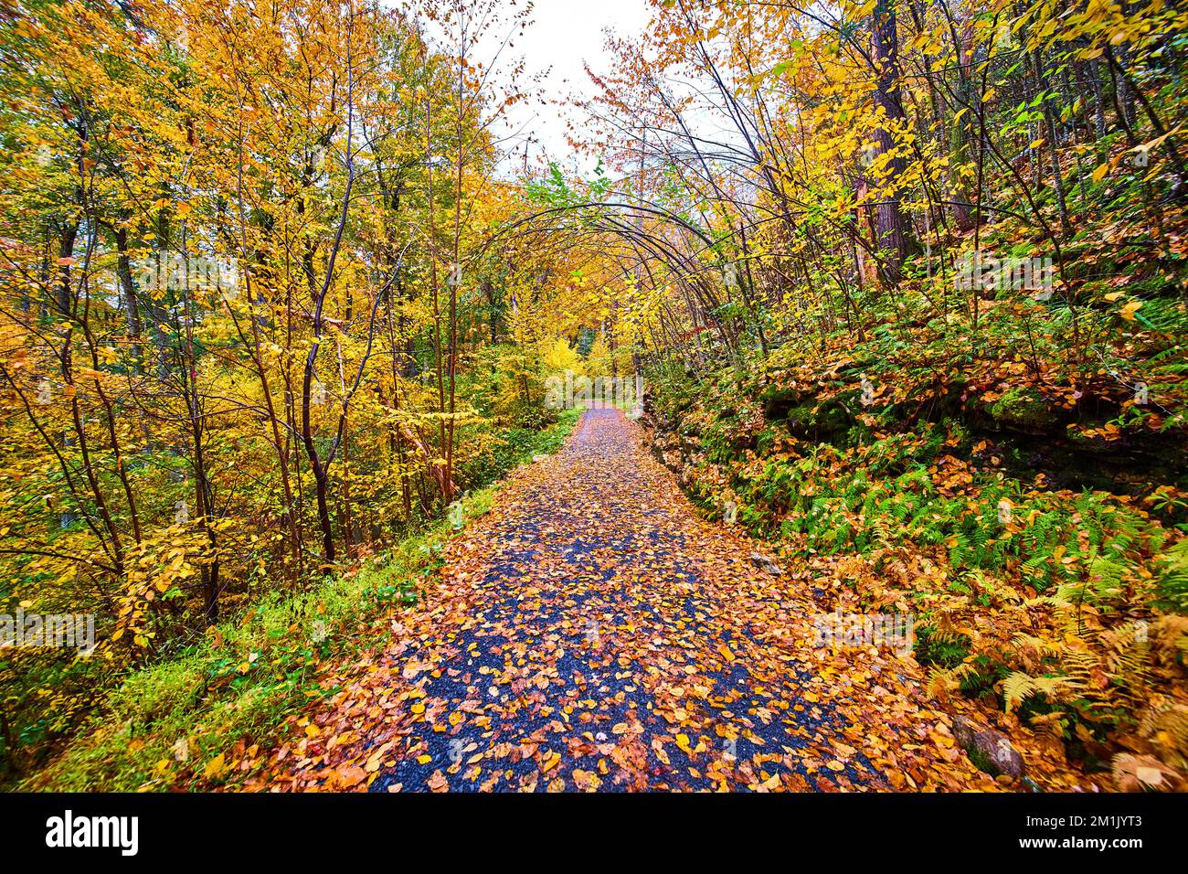 Hiking down path covered in yellow leaves surrounded by vibrant forest ...