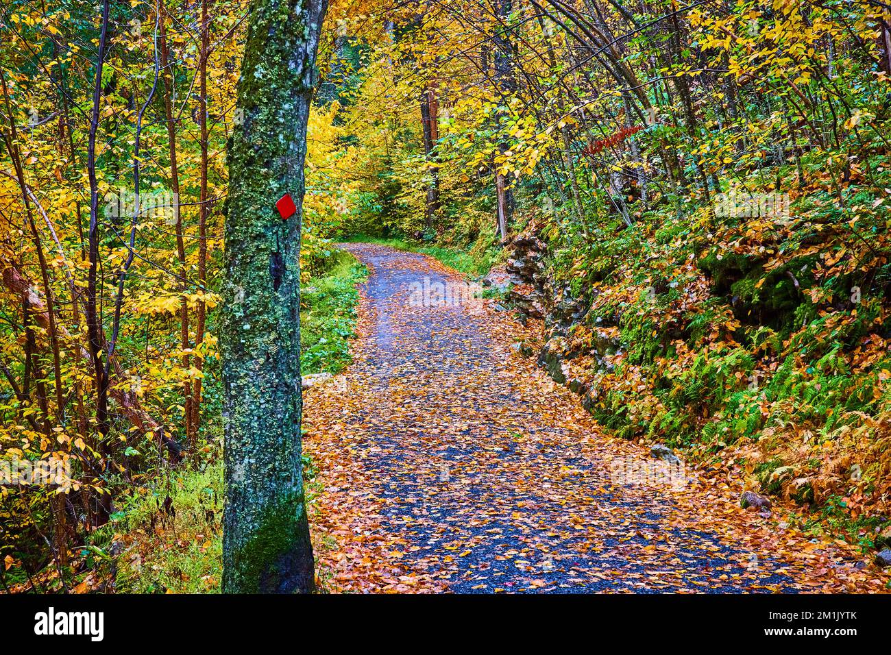 Tree with trail marker next to hiking path through fall forest and ...