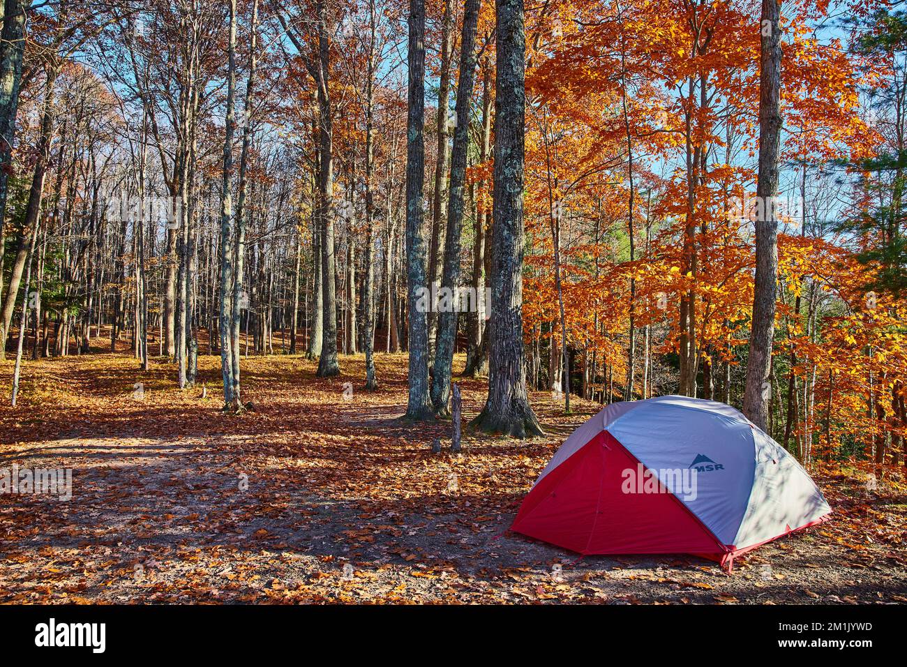 Late fall forest with red and white tent Stock Photo - Alamy