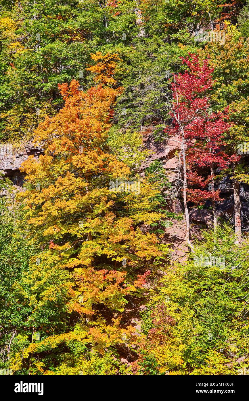 New York fall forest patch in cliffs with colorful yellow, orange, and ...