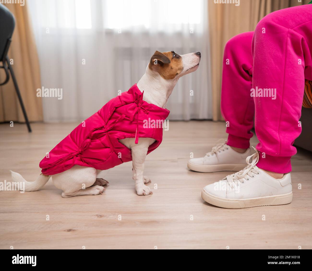 Jack Russell Terrier dog dressed in a pink jacket at the feet of the ...