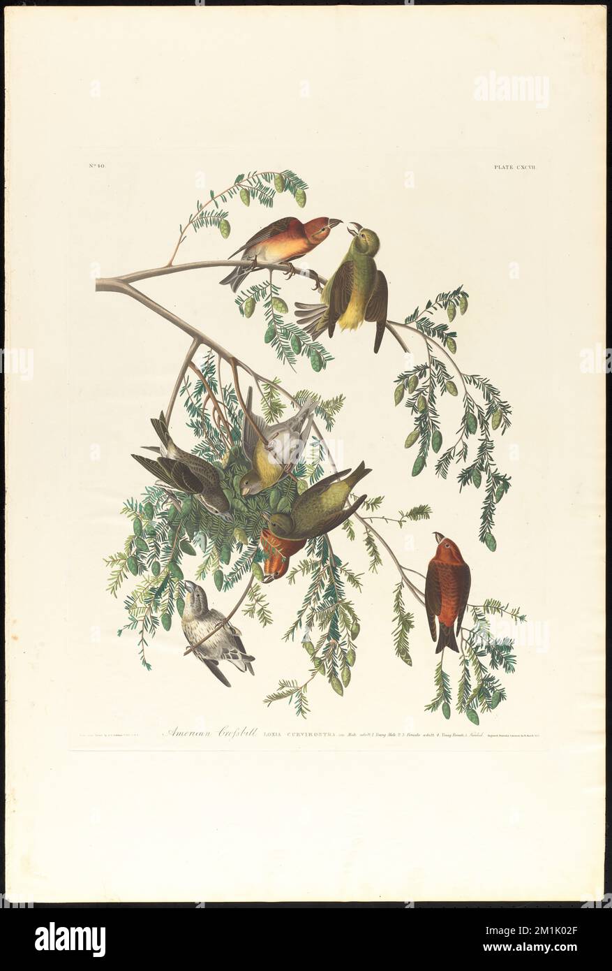 American crossbill : Loxia curvirostra, Linn. Male adult, 1. Young male ...