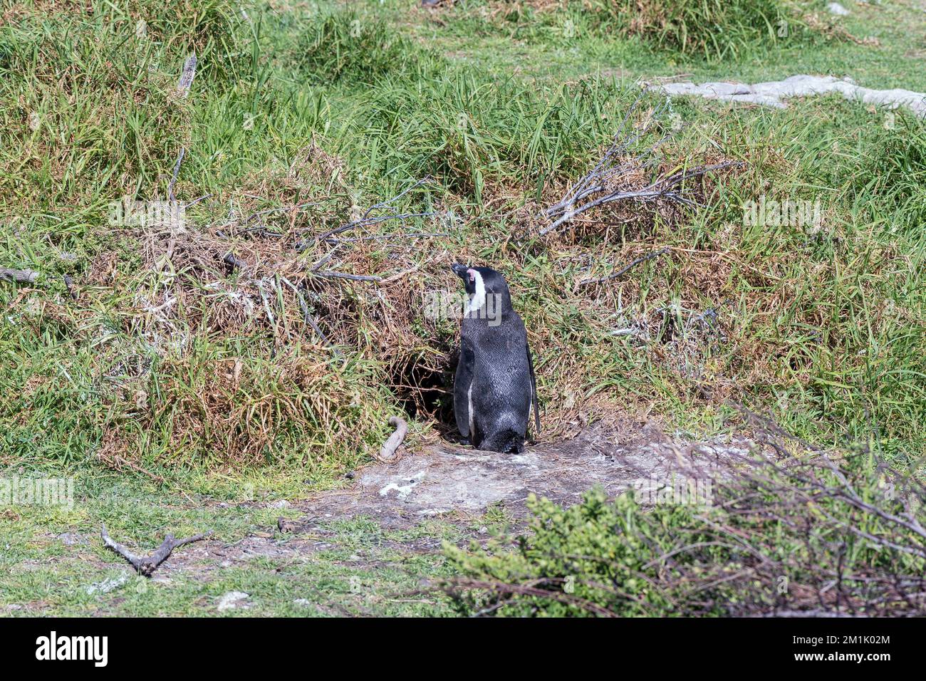 An African Penguin at the entrance to its nest in Stony Point Nature ...