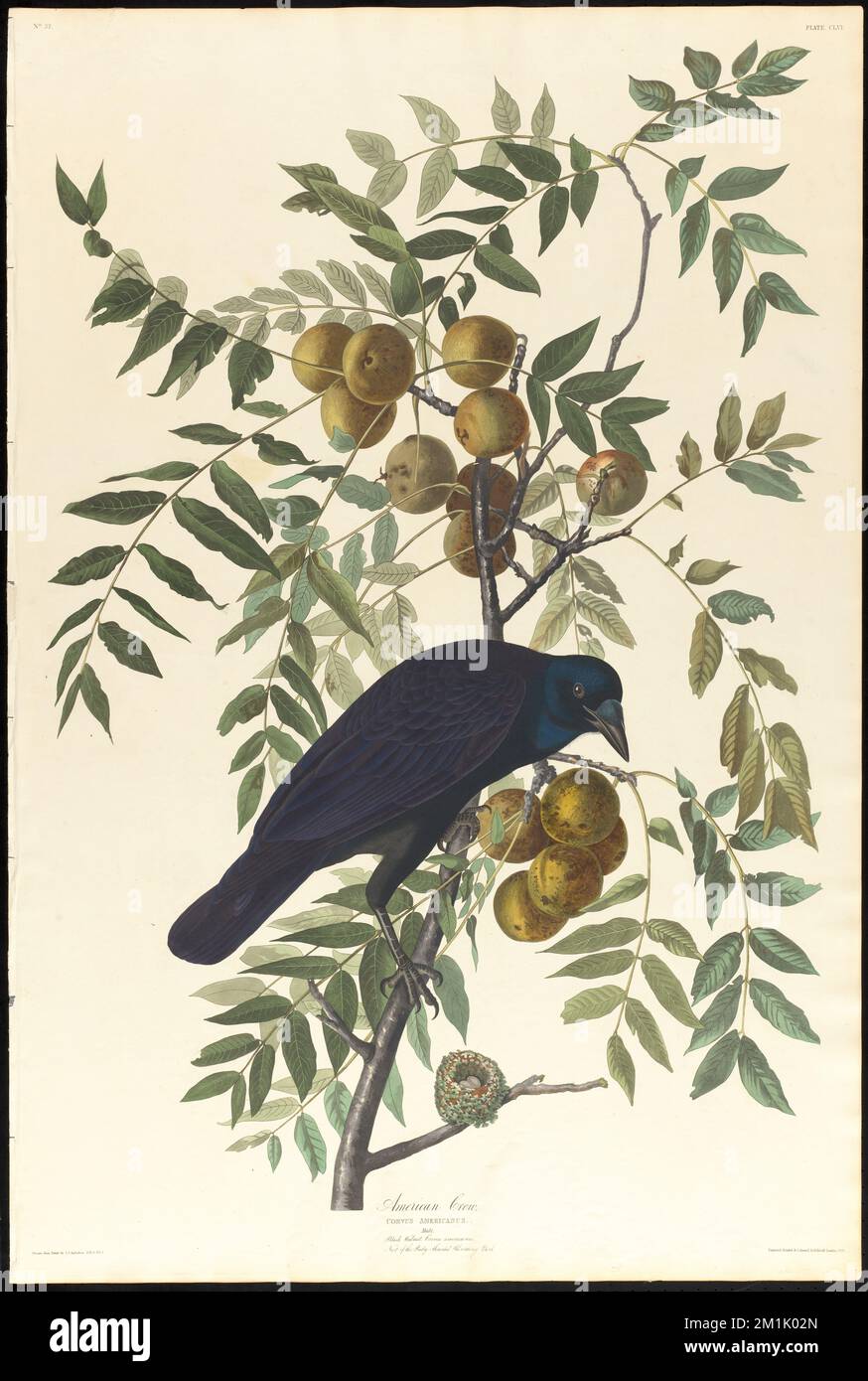 American crow : Corvus Americanus. Male. Black walnut. Corvus ...