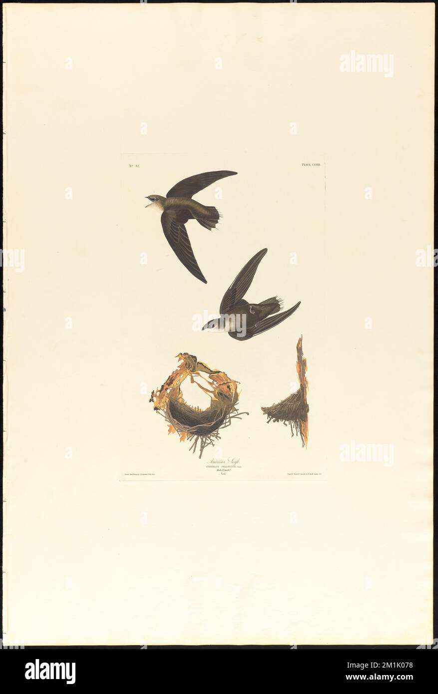 American swift : Cypselus pelasgius, Temm. Male, 1. Female, 2. Nests. c ...