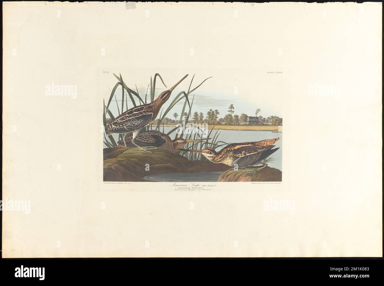 American snipe : Male, 1. Female, 2, 3. Scolopax wilsonii. South ...